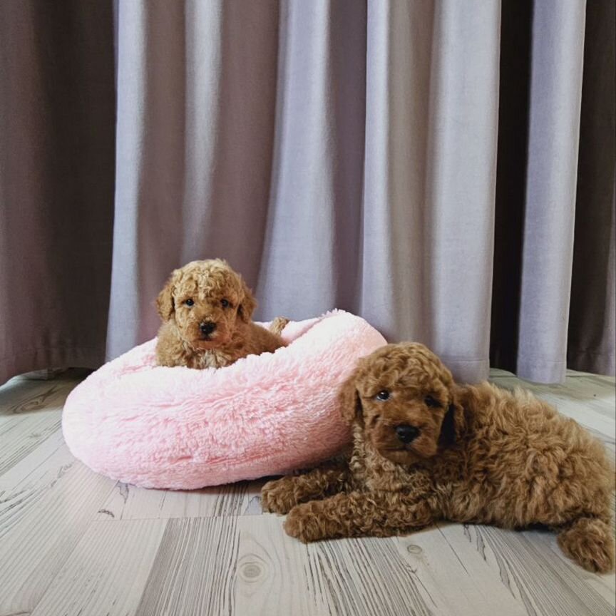 Карликовый пудель