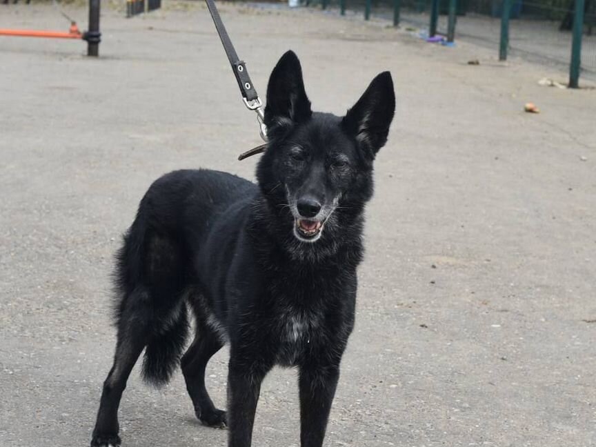 Собака в добрые руки