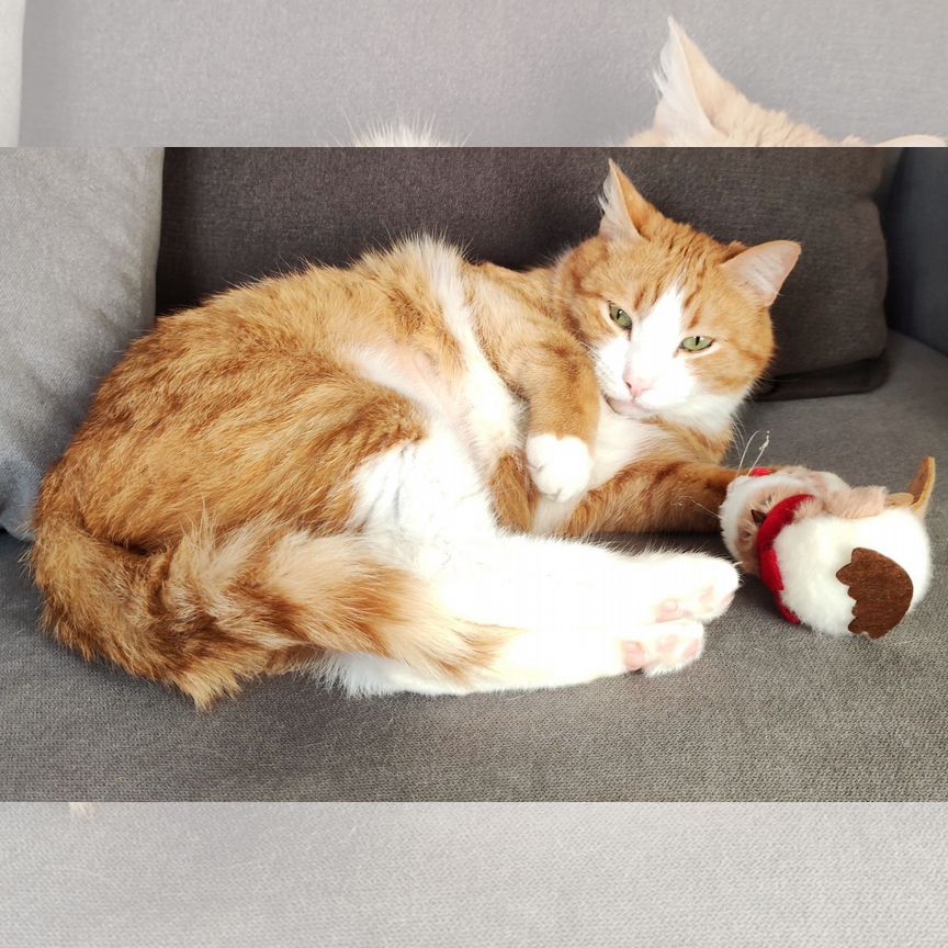 Европейский короткошёрстный, взрослый кот