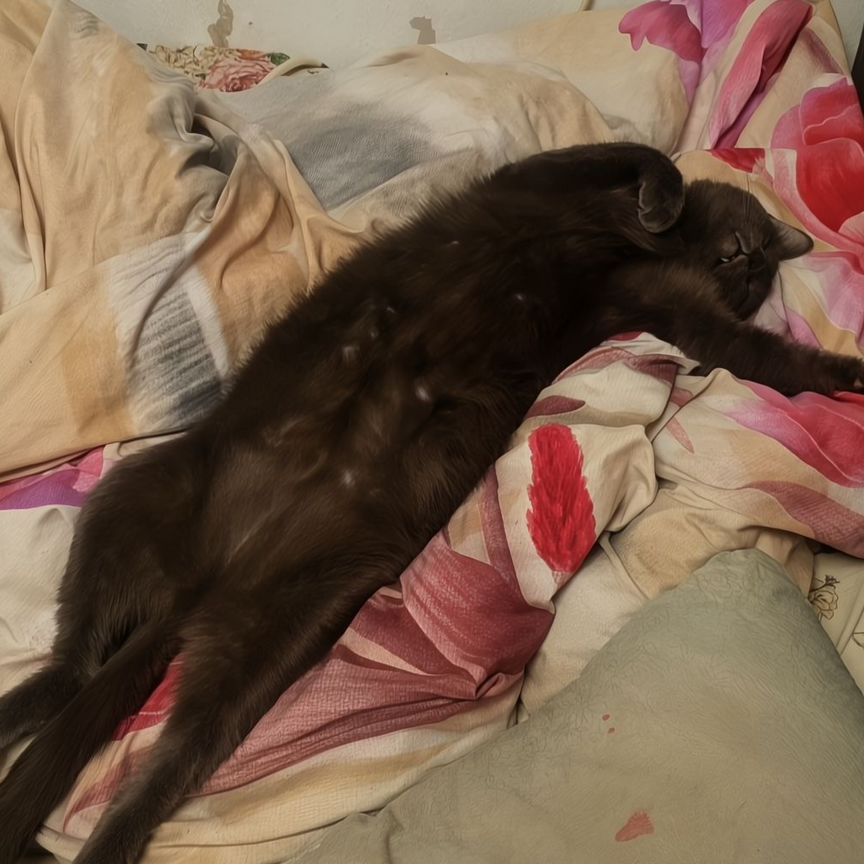 Британский короткошёрстный, взрослый кот