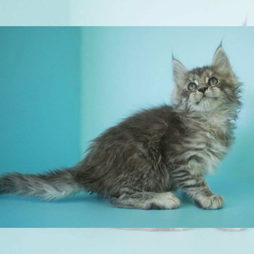 Мейн-кун котёнок