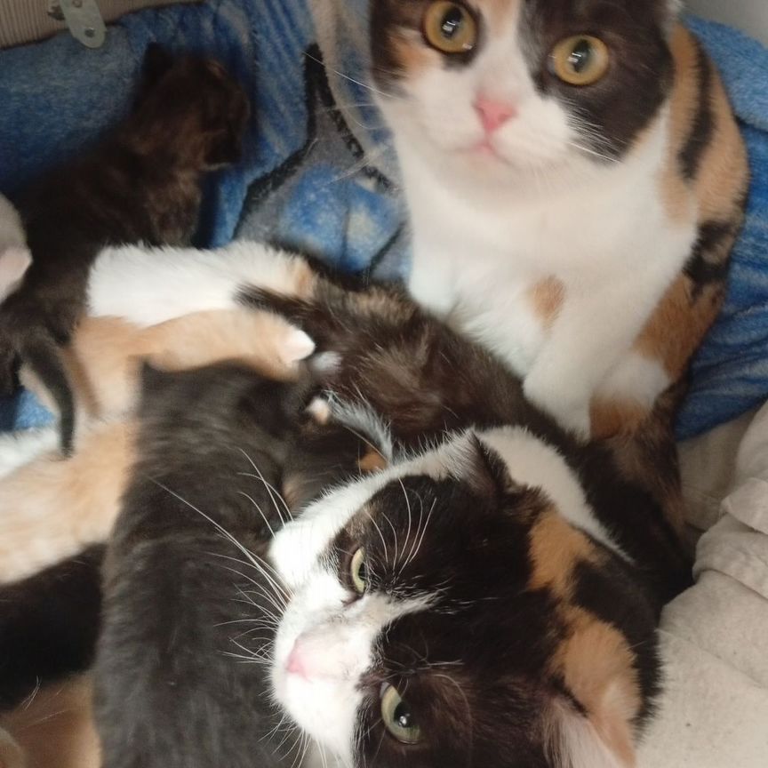 Котята британской вислоухой