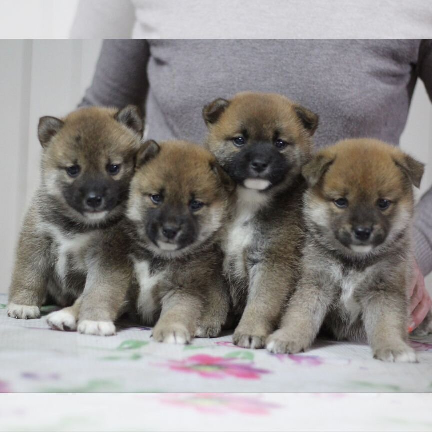 Сиба-ину, щенок