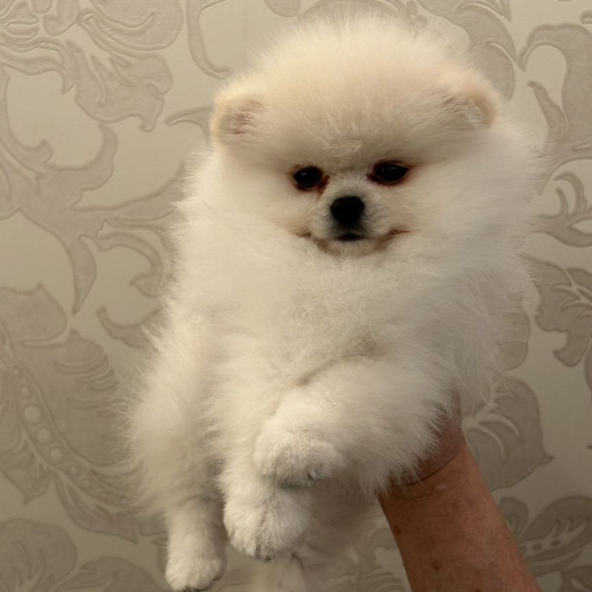 Шпиц мальчик РКФ