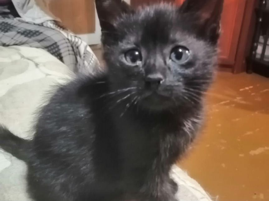 Котята 2 месяца