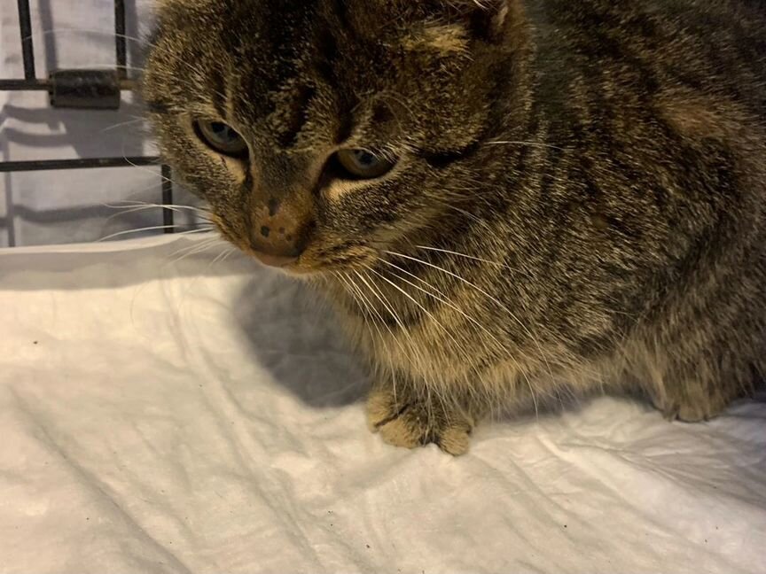 Детство в клетке