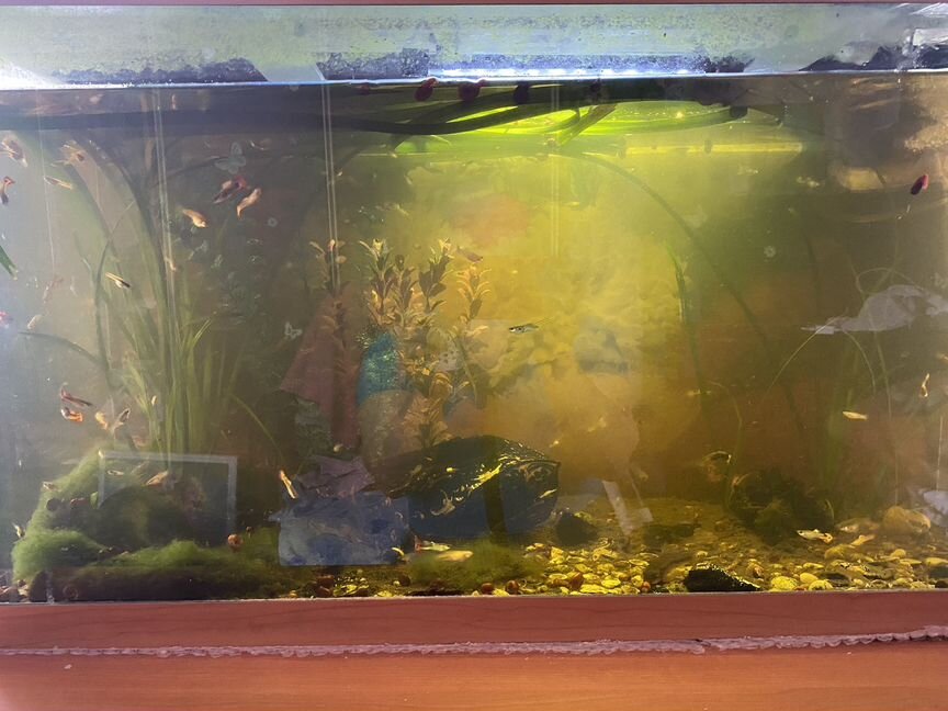 Аквариумные рыбки гуппи