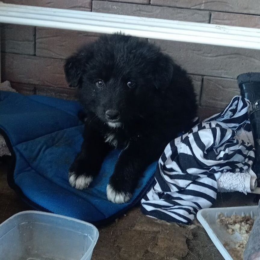 Щеночек доставка