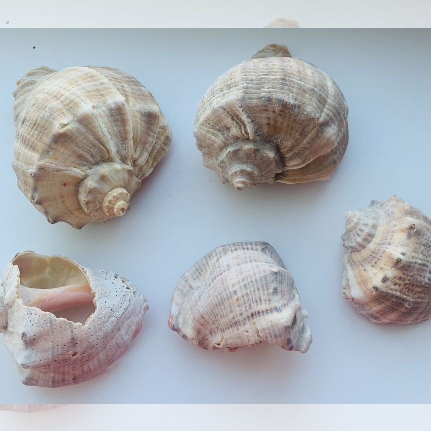 Ракушка морская большая