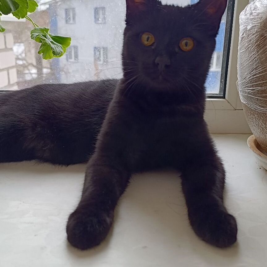 Котенок бесплатно