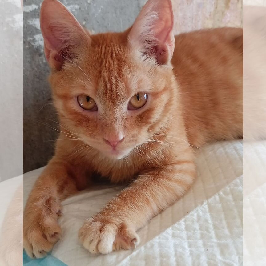 Рыжий зайчик 5 мес
