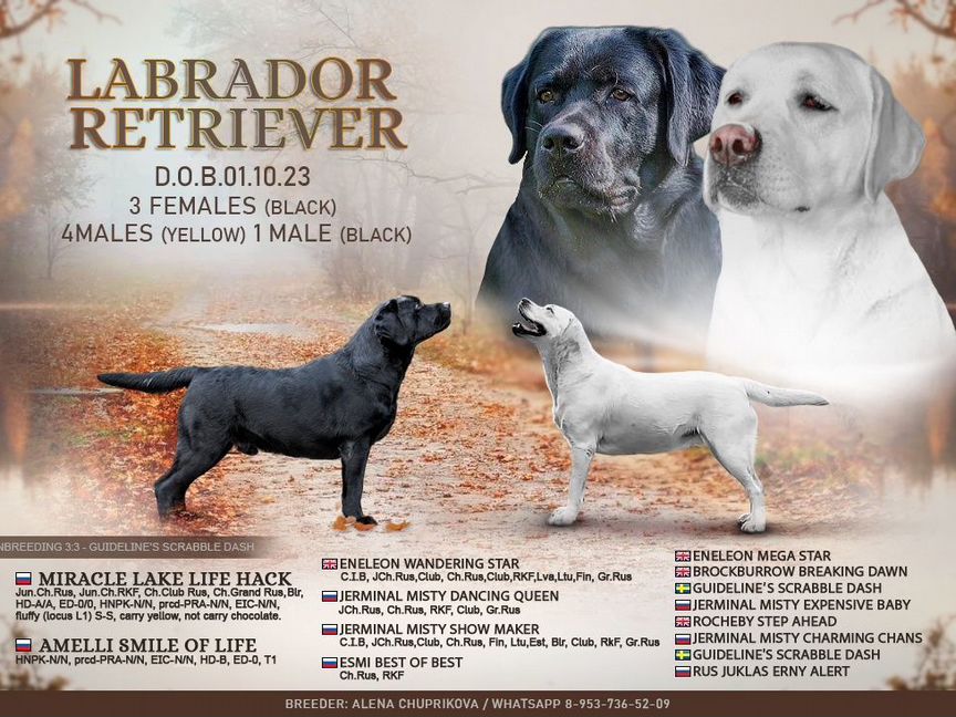 Лабрадор ретривер щенки