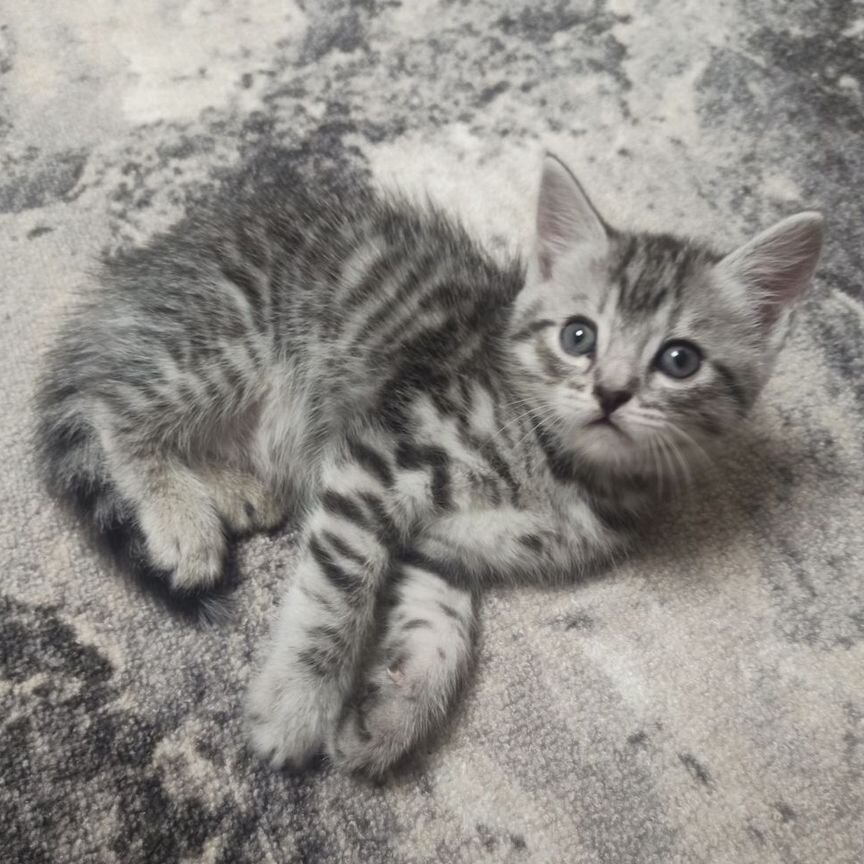 Котята в добрые руки бесплатно