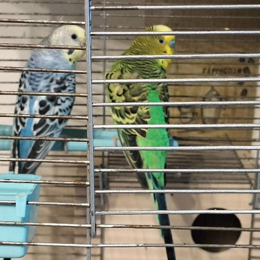 Парочка волнистых попугайчиков с клеткой