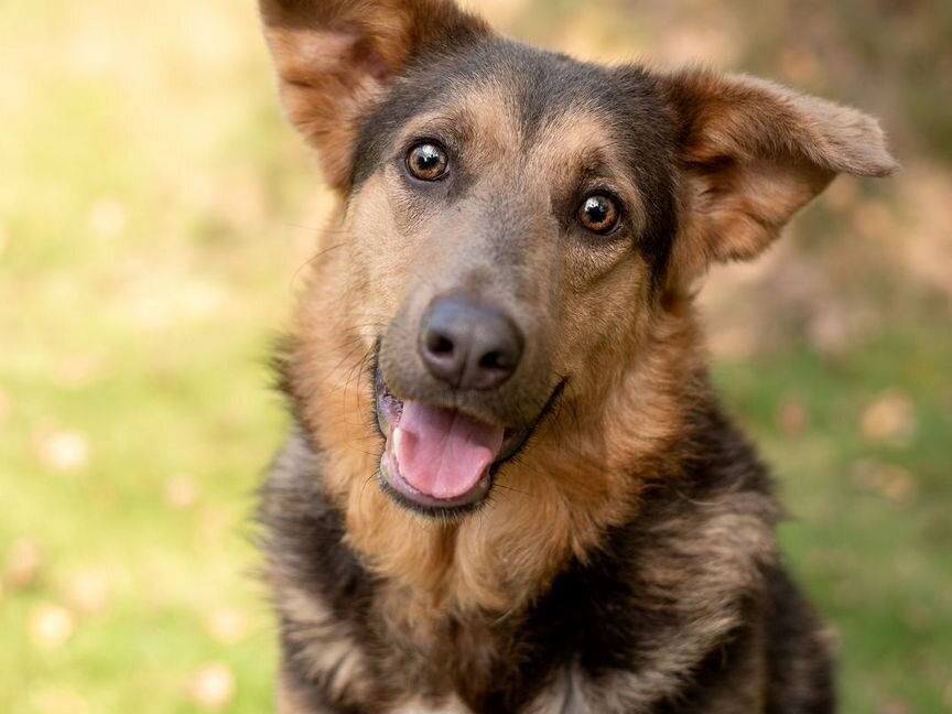 Айва в добрые руки