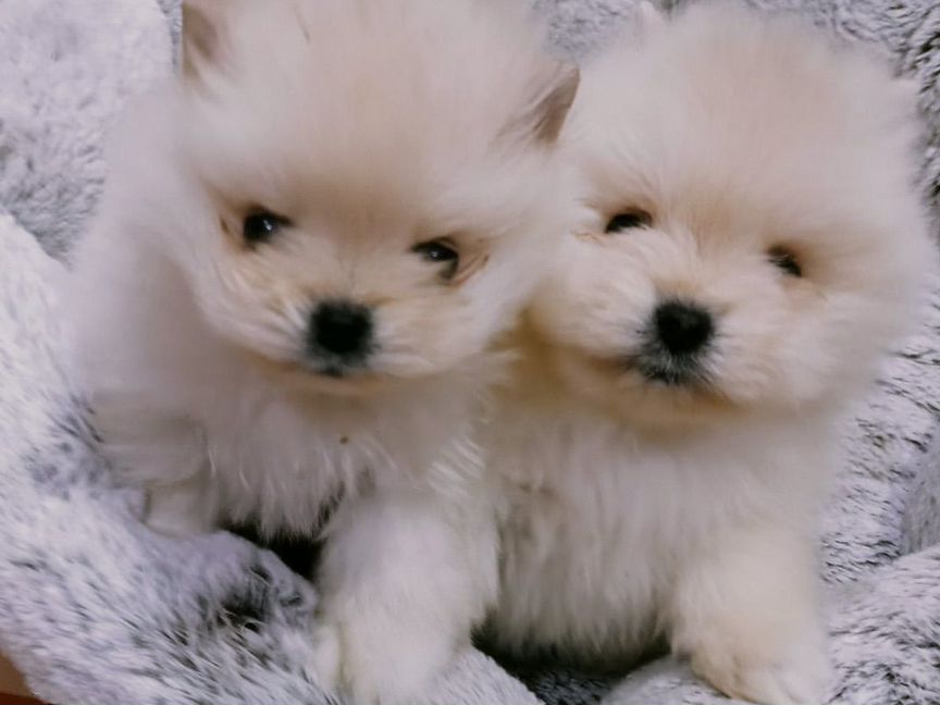 Щенки щпица