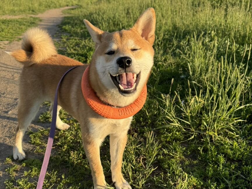 Шиба сиба ину щенок