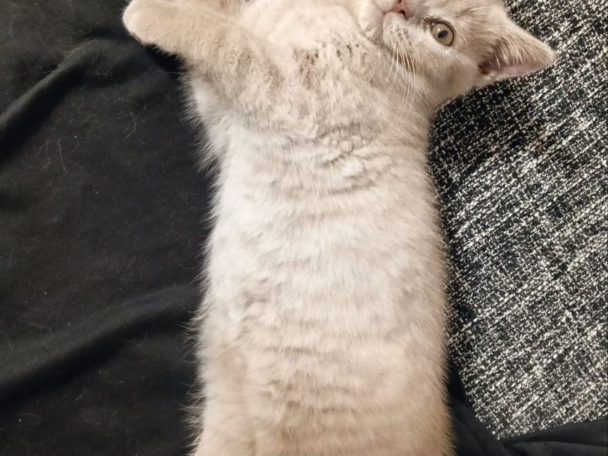 Шотландская кошечка