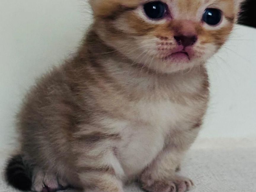 Шотландские вислоухие котята