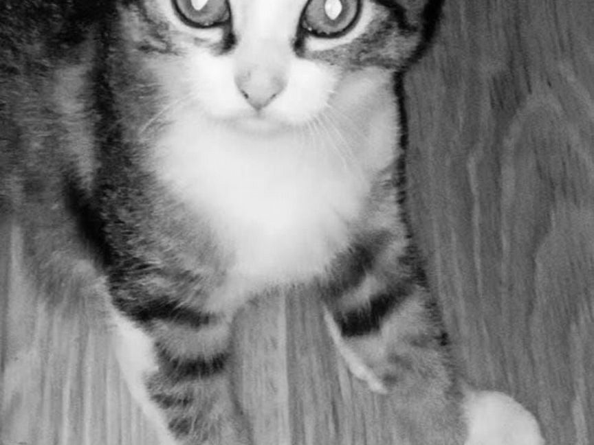 Кошки в добрые руки бесплатно