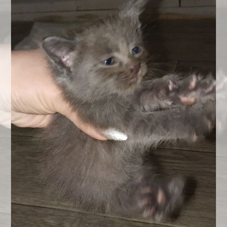 Котёнок в добрые руки