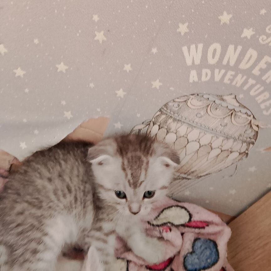 Котёнок