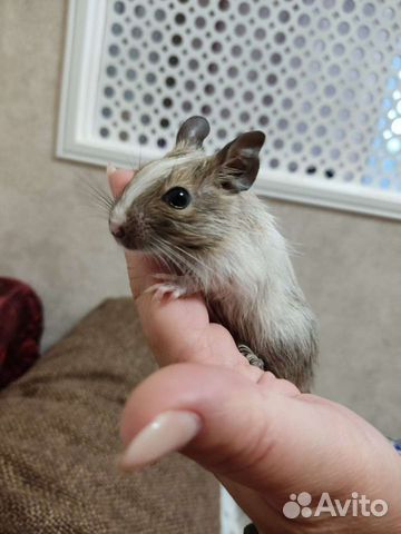 Дегу девочка