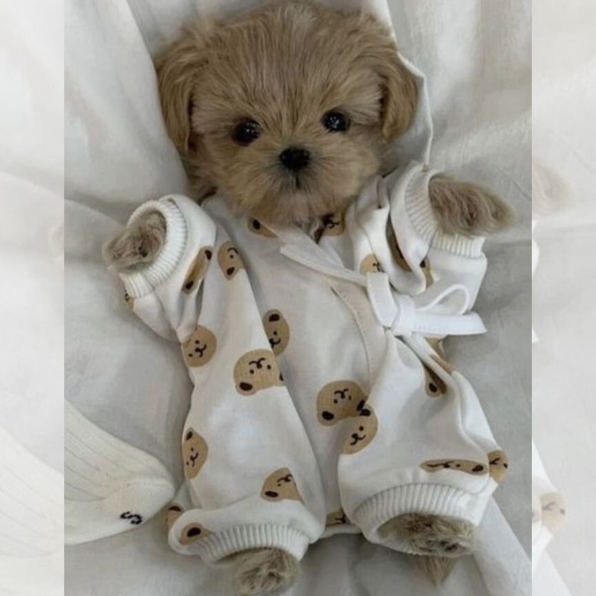 Кто может отдать щенка/собаку мелкой породы