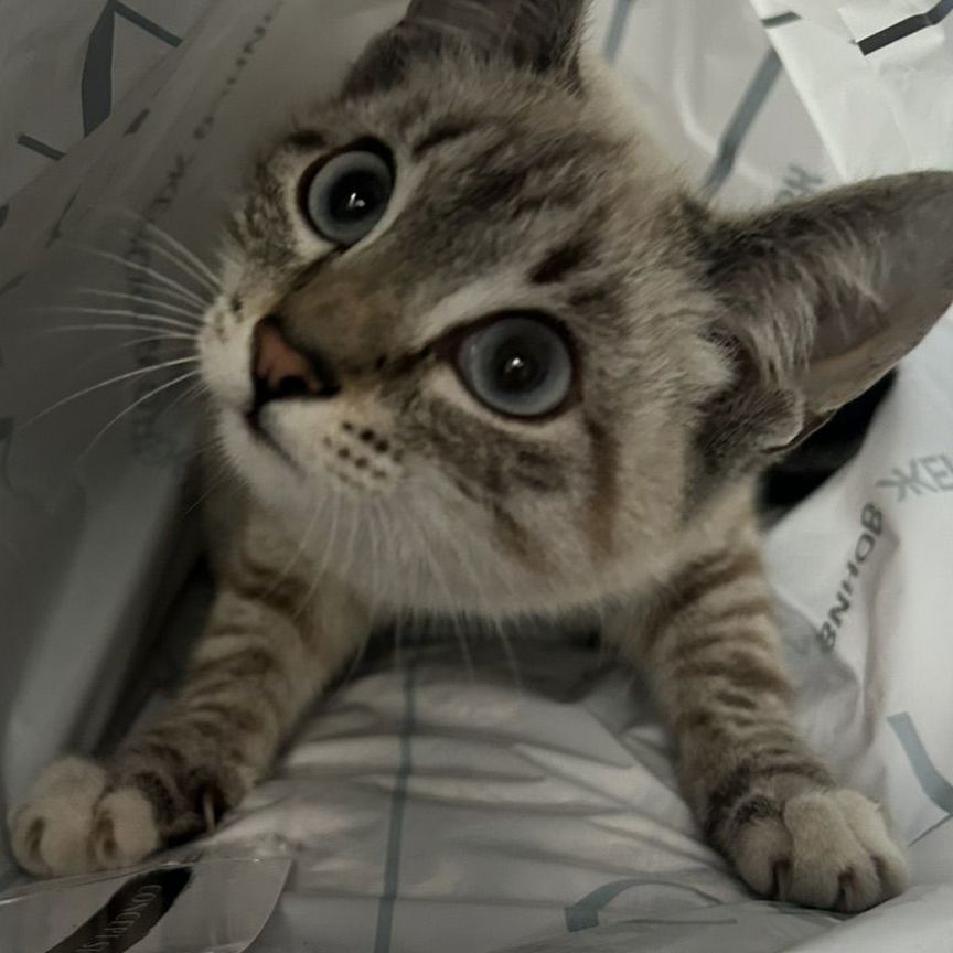 Котенок в добрые руки