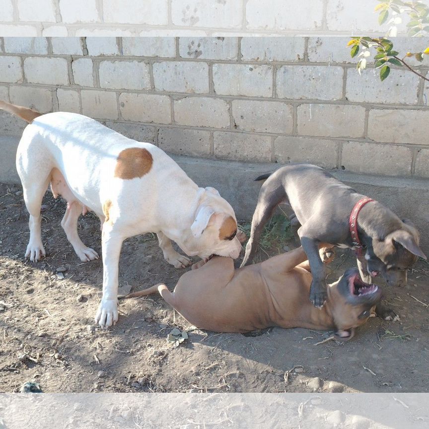 Американский булли, щенок