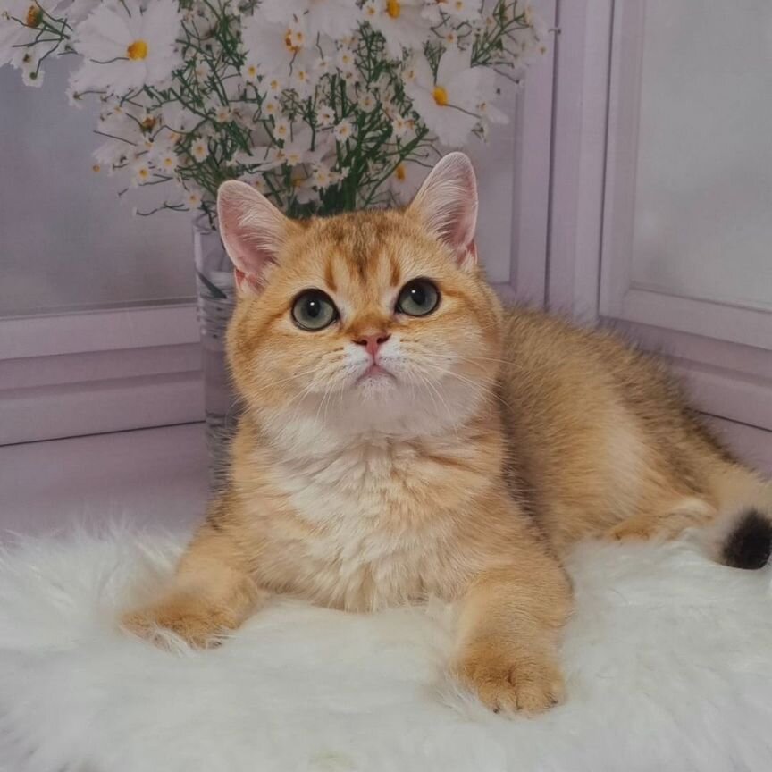 Шотландский мальчик SFS71 ny11