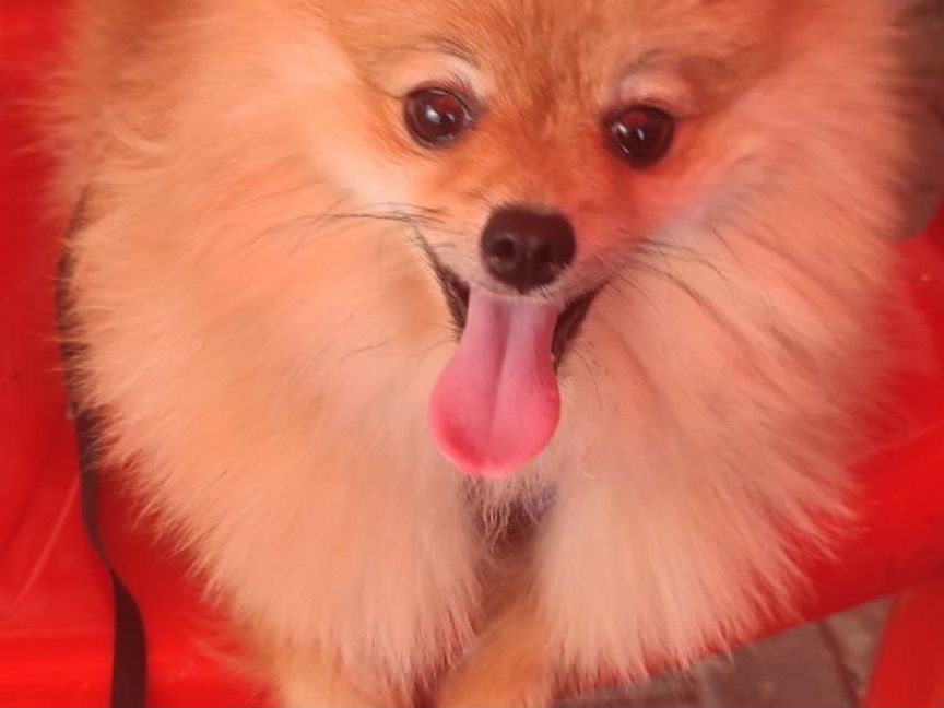 Померанский шпиц на вязку