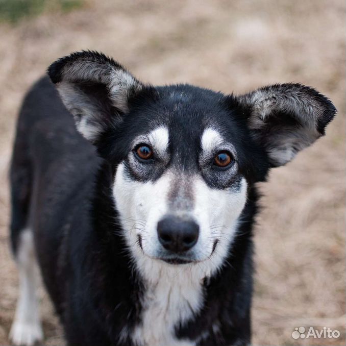 Харли в поисках дома