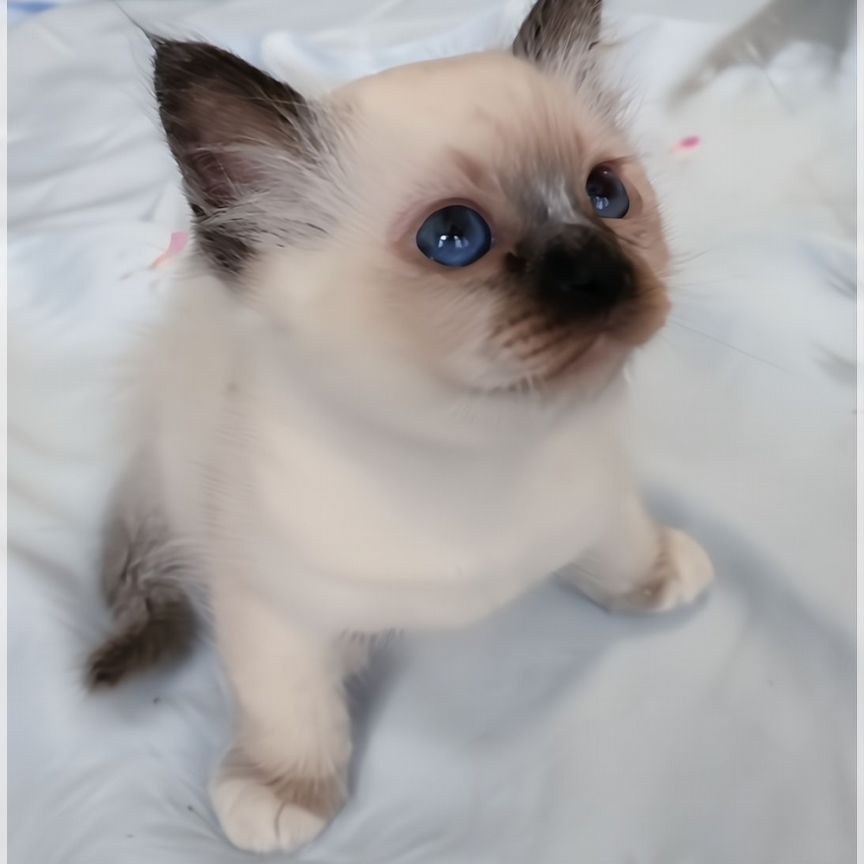 Бирманский котёнок