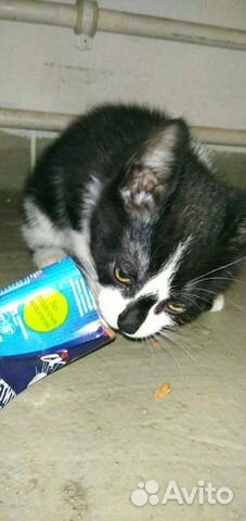 Спасите котика,сидит у завода,ласковый