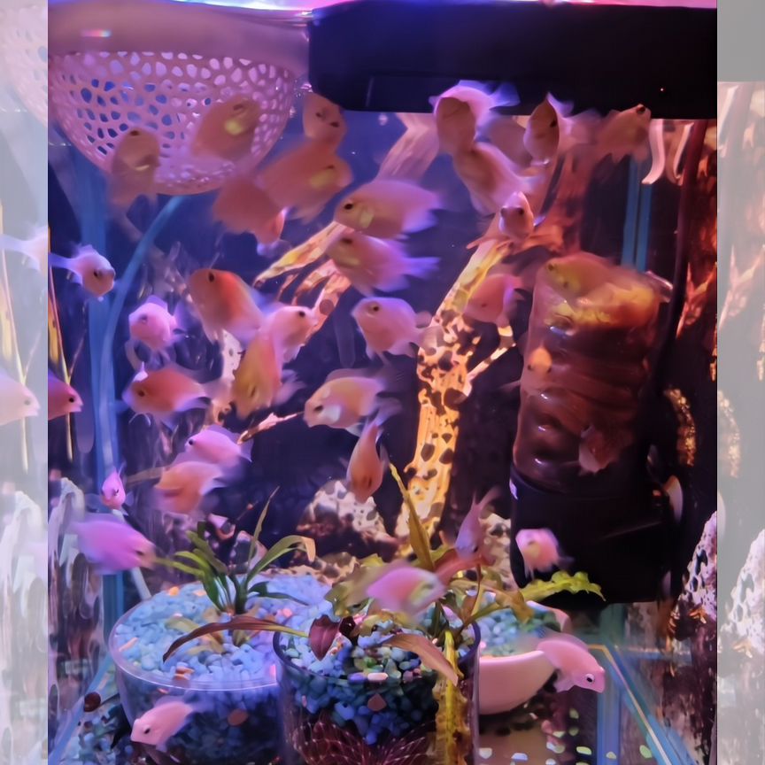 Аквариумные рыбки цихлиды попугайчики