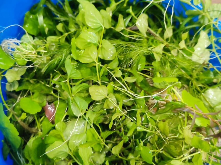 Аквариумная прополка