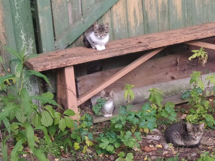 Маленькие котята