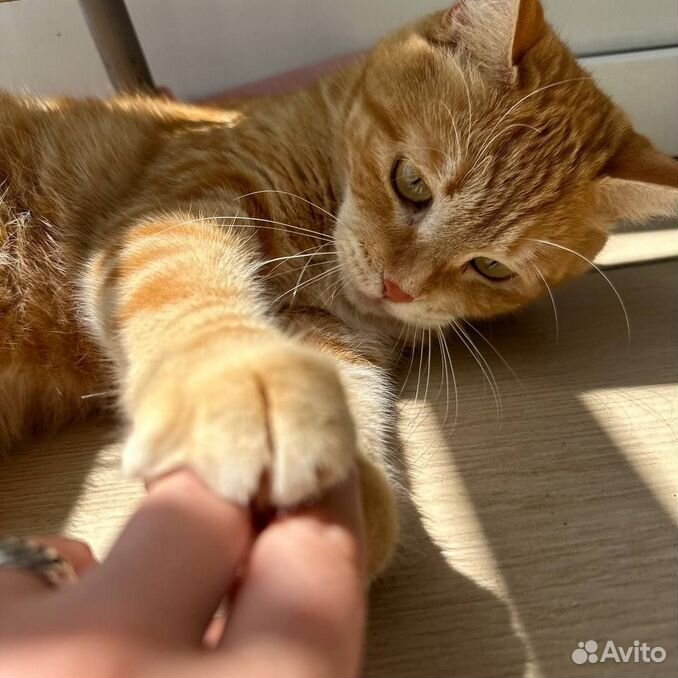 Прекрасная Молли ищет свой дом