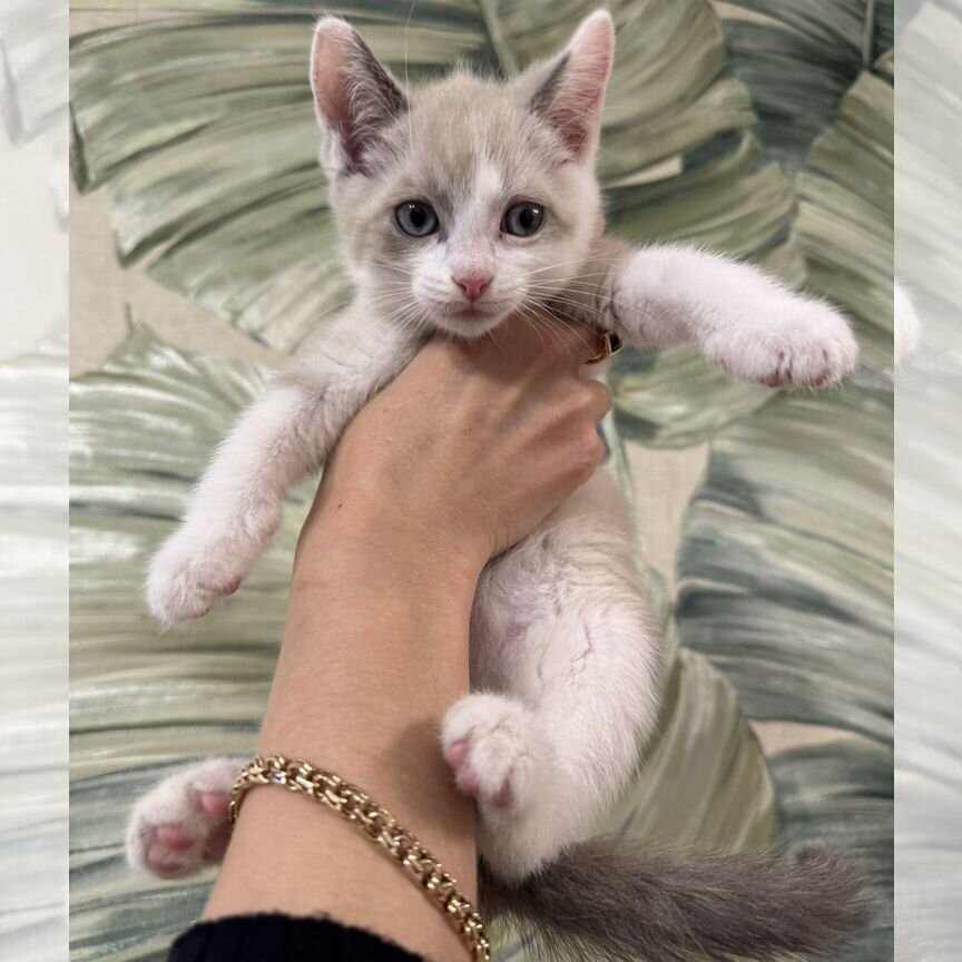 Котенок