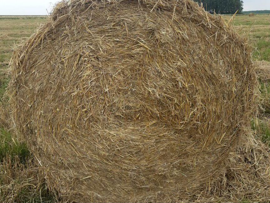 Солома ячменная