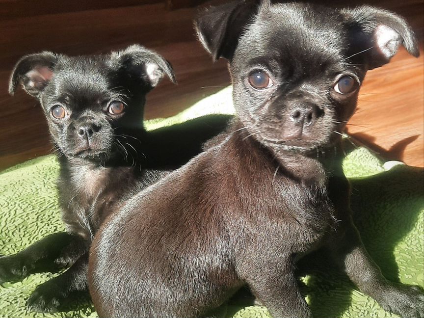 Щенки чихуахуа