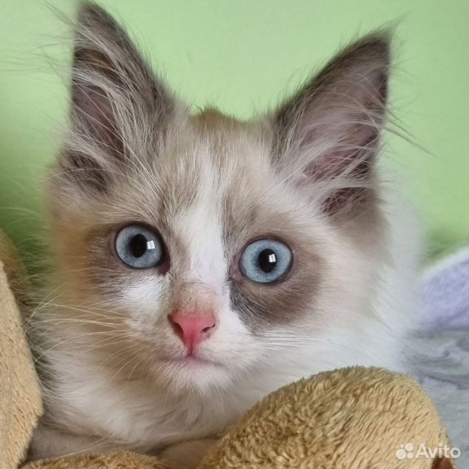 Голубоглазый чудо котенок Макс 3 месяца в дар