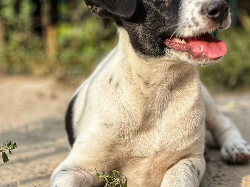 Собака в добрые руки