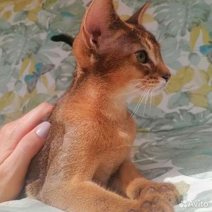 Абиссинские красавчики