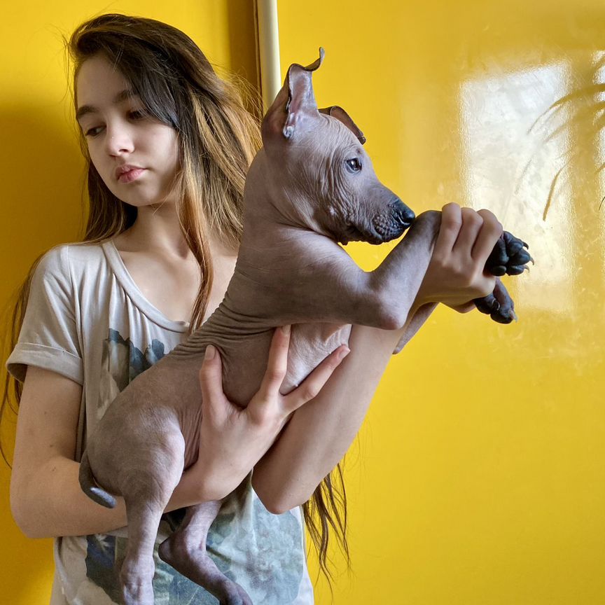 Мексиканская голая собака, щенок