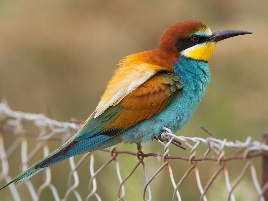 Птенец Золотистая Щурка