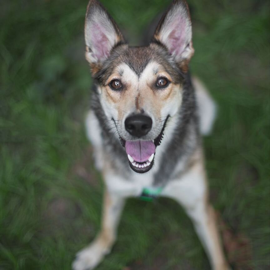 Собака в добрые руки