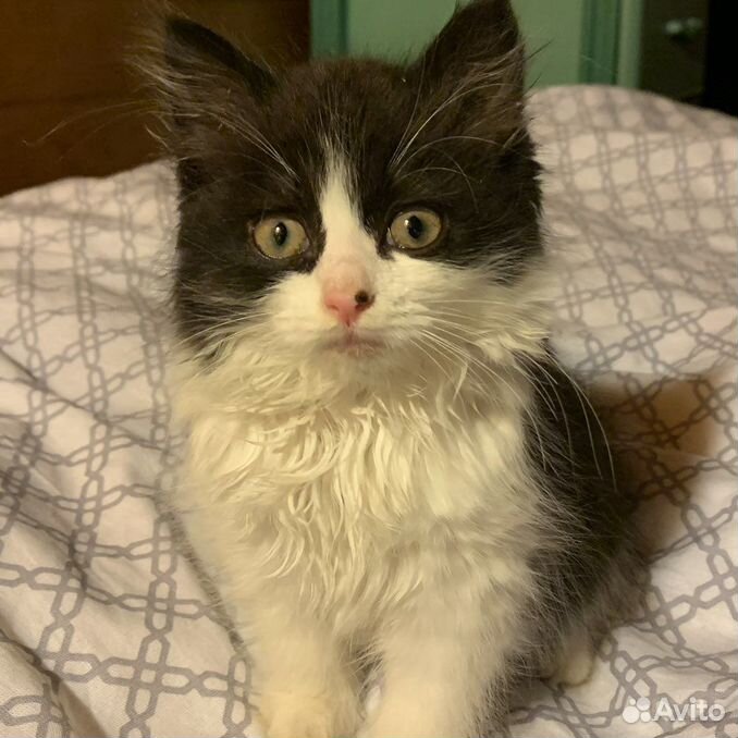 Котёнок Бася