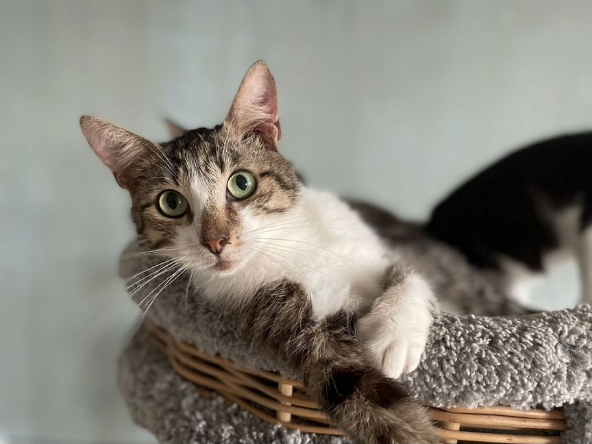 Обаятельный кот Патрик в дар